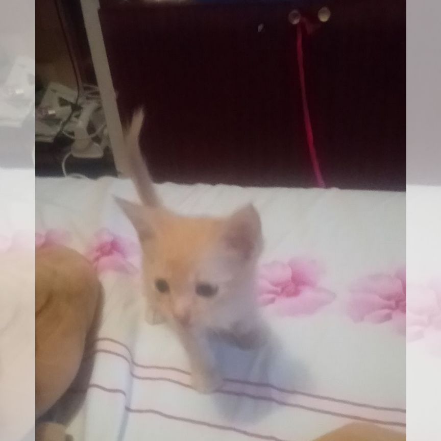 Мейн-кун котёнок