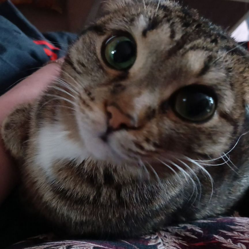 Взрослая, Девочка кошка в добрые руки