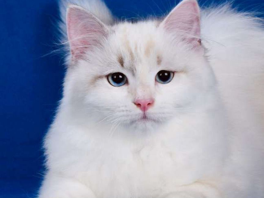Котенок невский маскарадный.Питомник