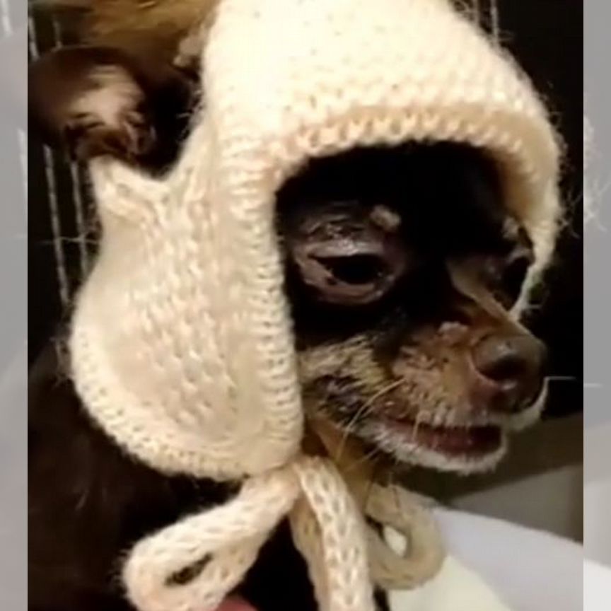 Шапочка-ушанка для собак мелких пород