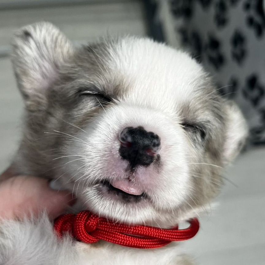 Вельш Корги Кардиган, щенок