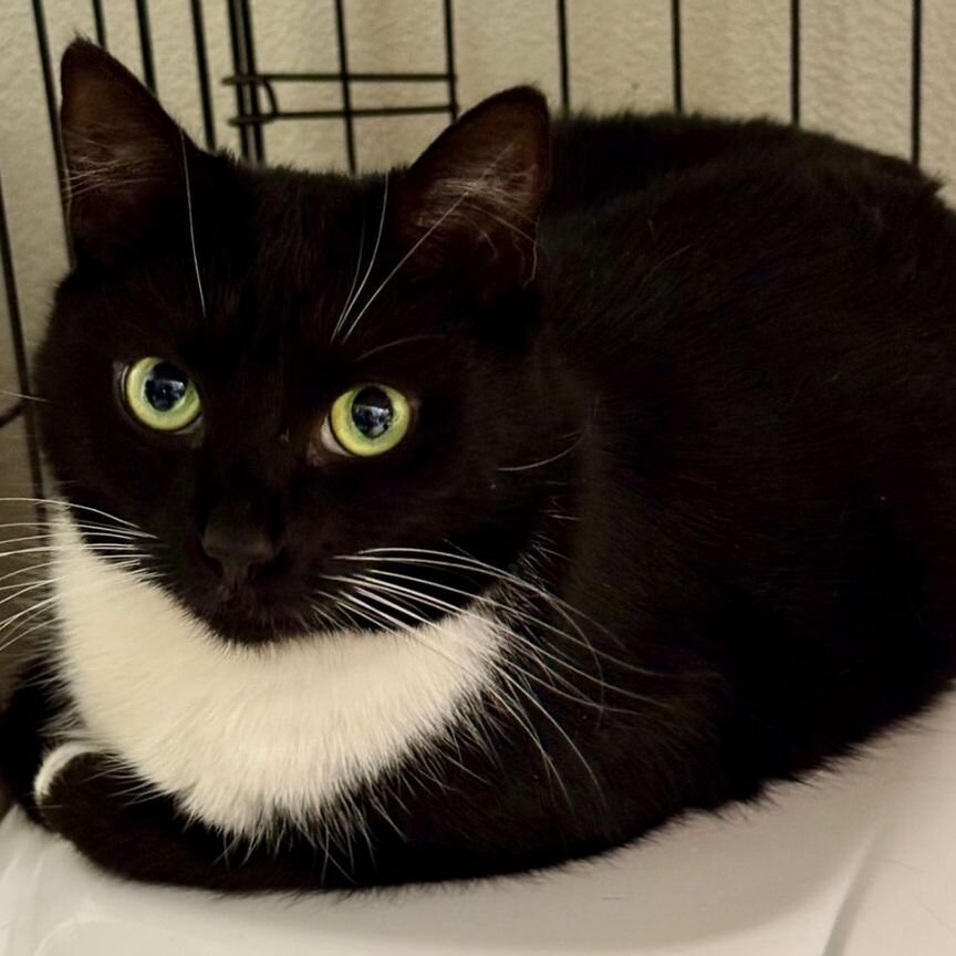 Взрослая, кошка в добрые руки