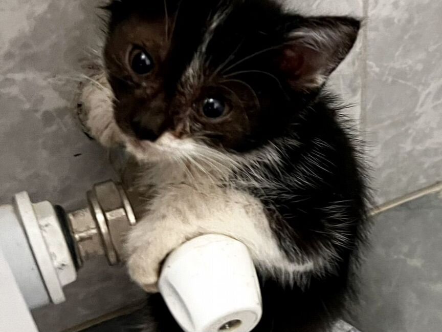 Котенок Ди в добрые руки