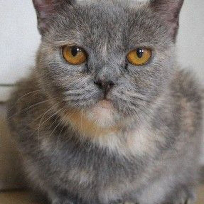 Кошка с недовольной мордашкой в добрые руки