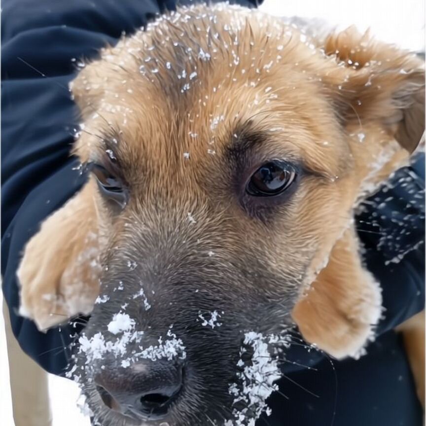 Щенок в добрые руки