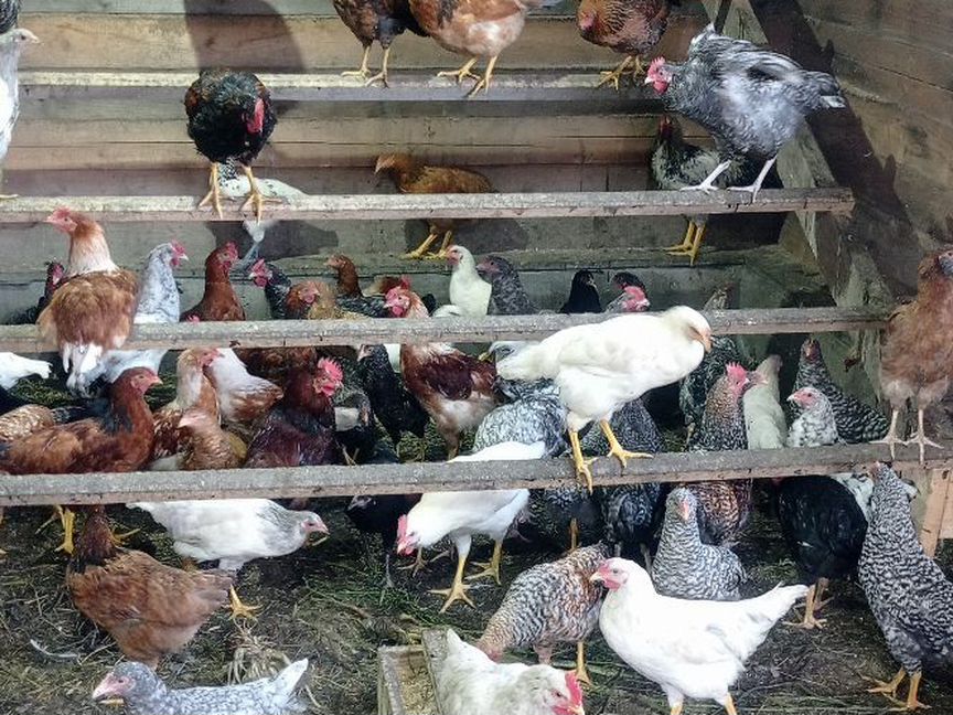 Куры несушки доминант и присутствует родонит
