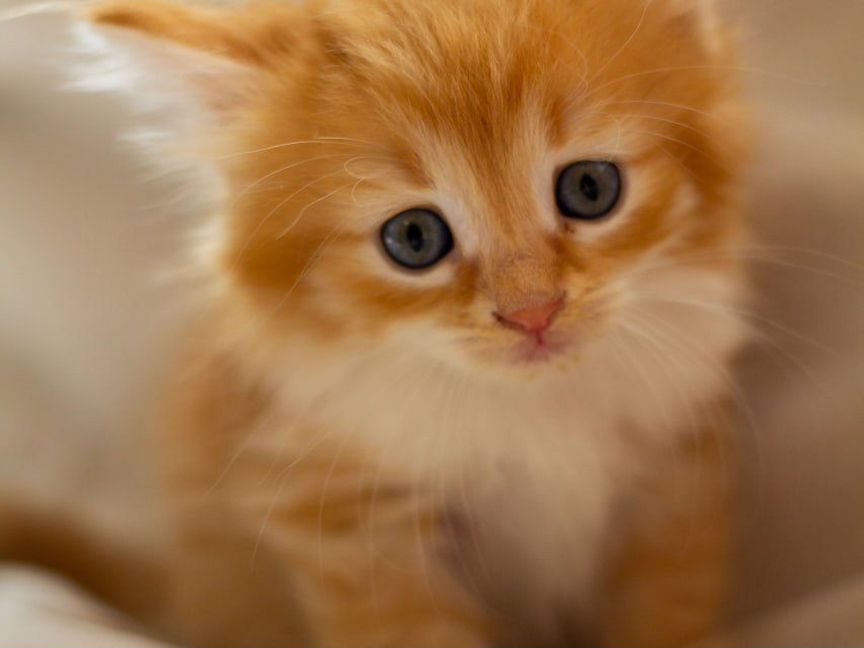 Котёнок в сапогах