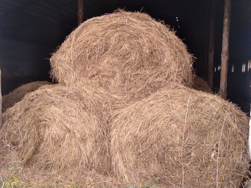 Сено в рулонах