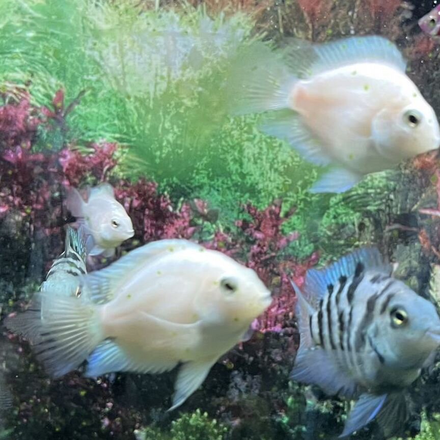 Сапфировый попугай (платиновый, полосатый)