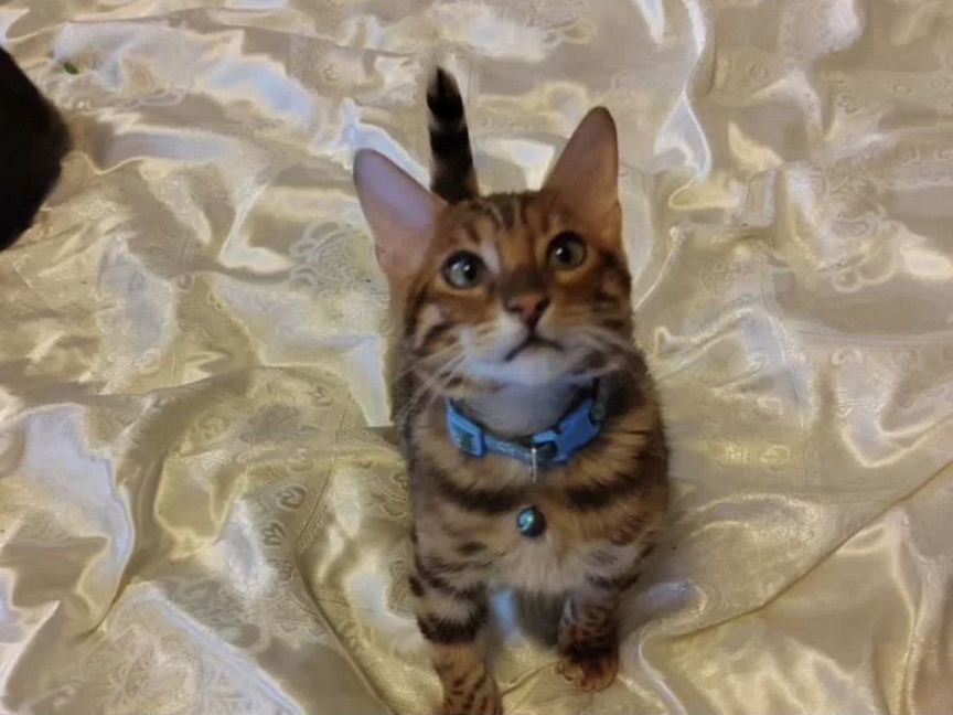 Бенгальские котята с документами