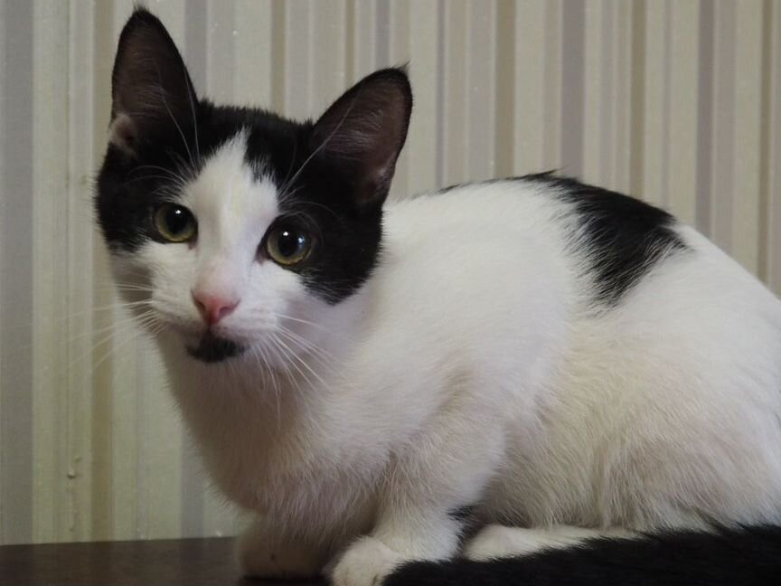 Кошка из приюта, любит других котиков