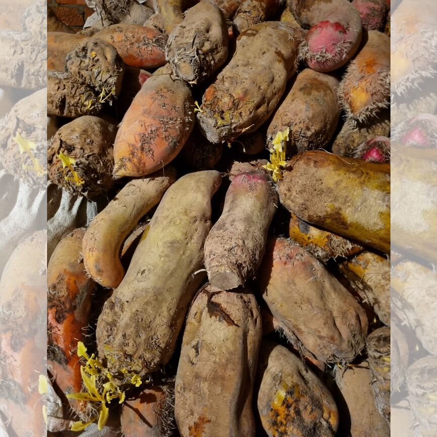 Свекла кормовая