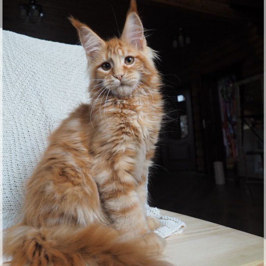 Мейн-кун ласковый котенок