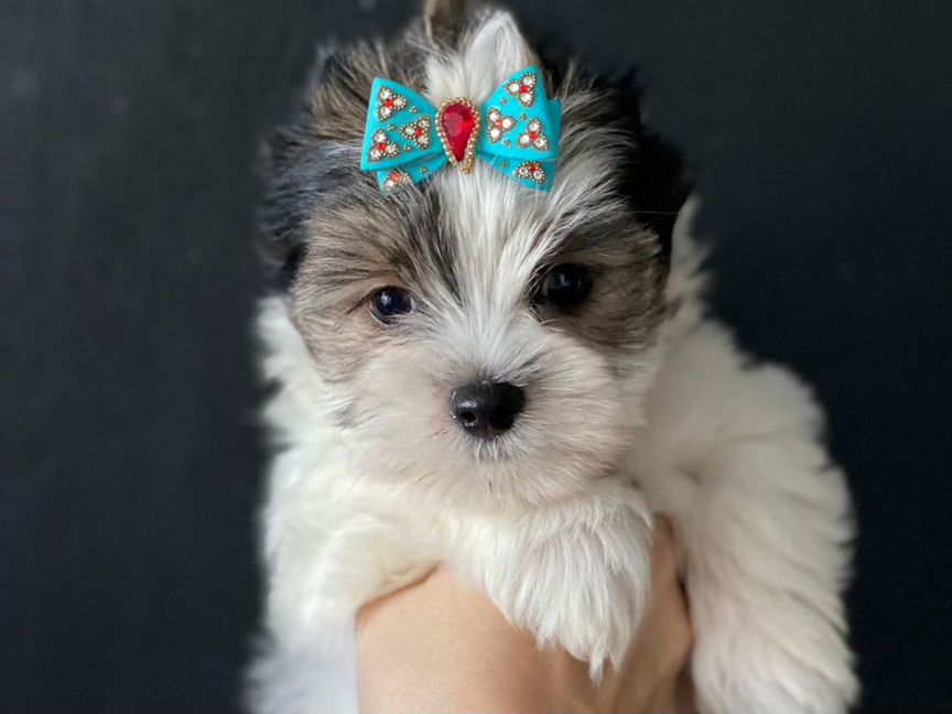 Бивер кукольнаяя мордашка