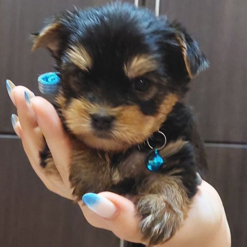 Иорширский терьер