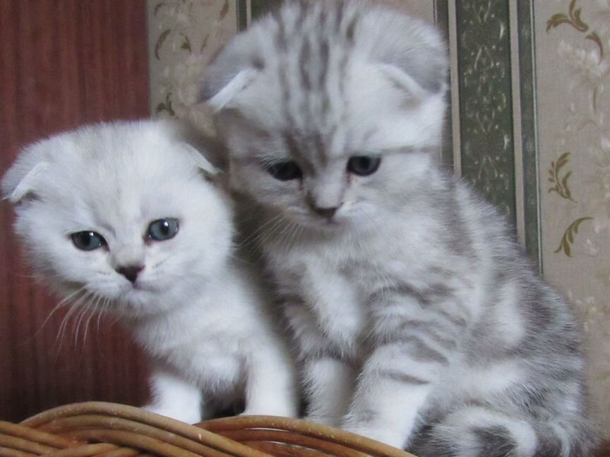 Серебристые котики