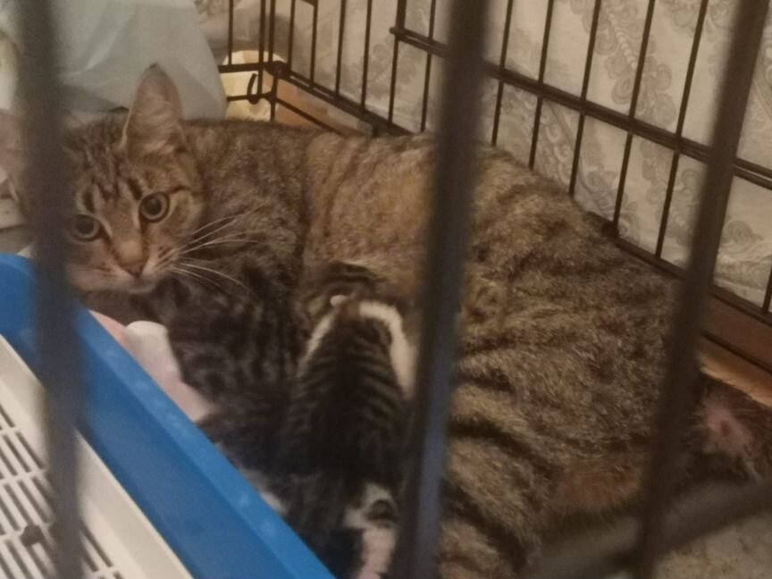 Ищем кормящую кошку