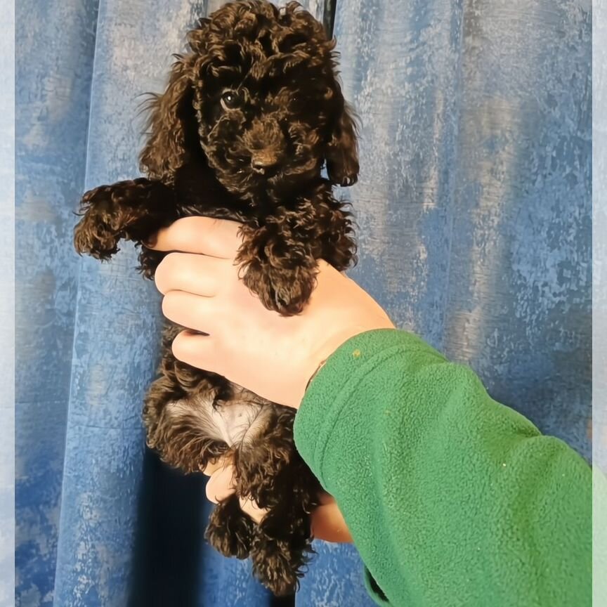 Той-пудель, щенок