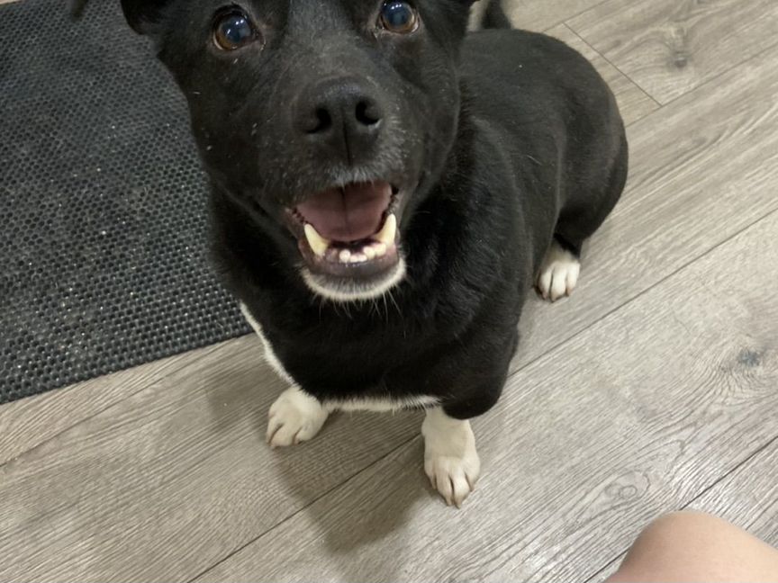 Такса мальчик в добрые руки