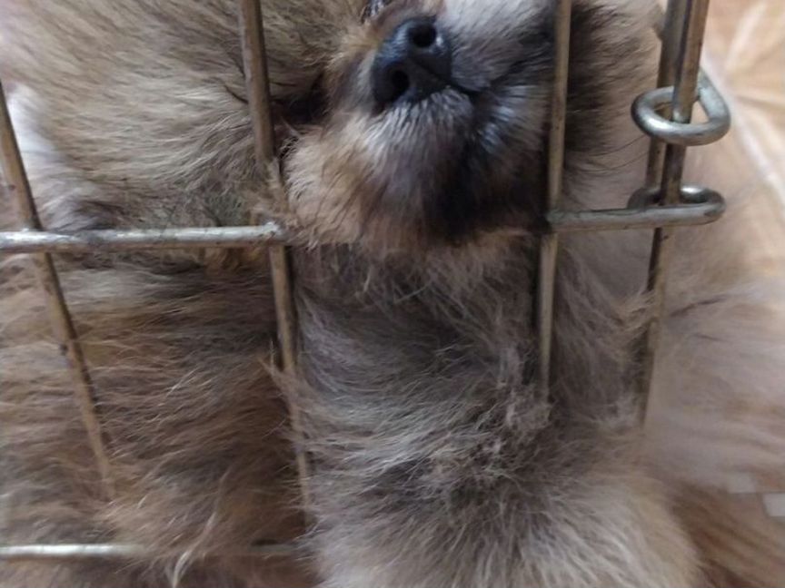 Щенок померанец