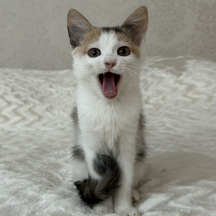 Котенок Мика