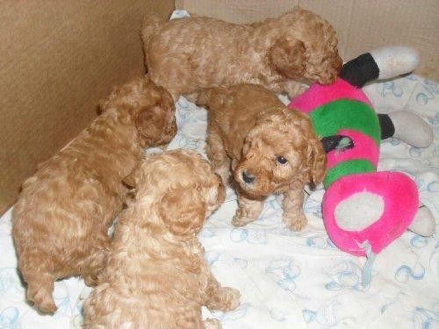 Щенки карликового пуделя