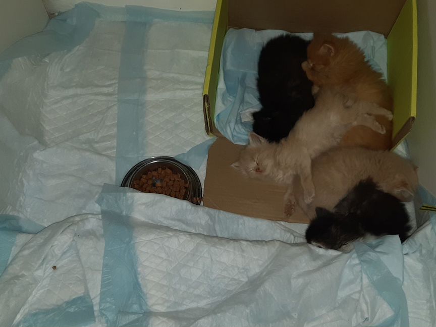 Британские котята