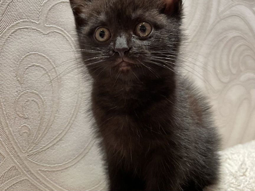 Котята в добрые руки бесплатно