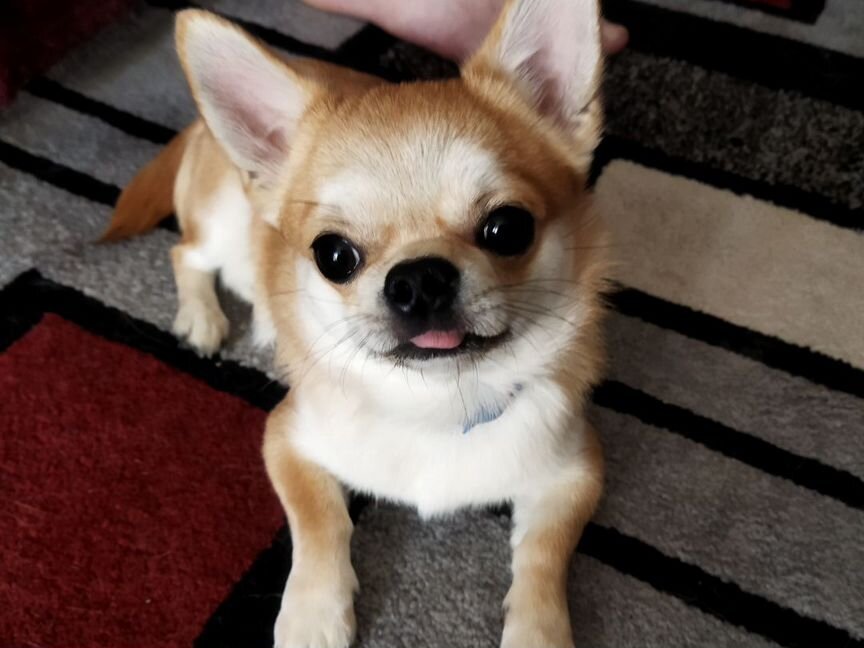 Чихуахуа мини