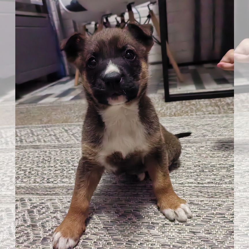 Щенок в добрые руки