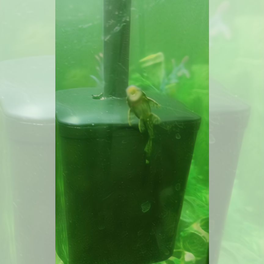 Анциструс вуалевый, обыкновенный