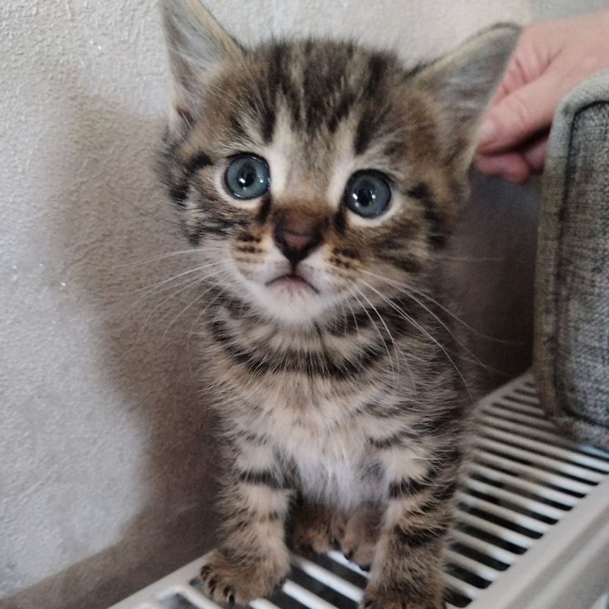 Шотландский прямоухий короткошёрстный котёнок