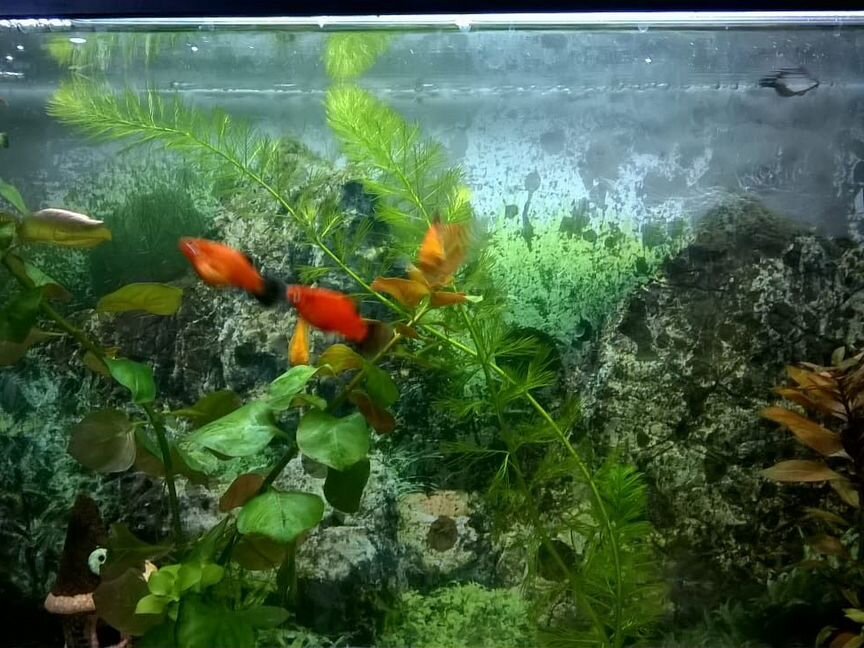 Аквариум с рыбками