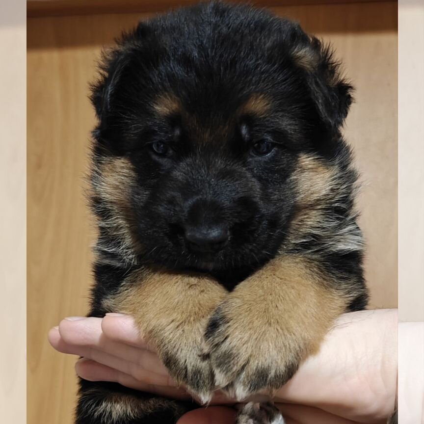 Немецкая овчарка