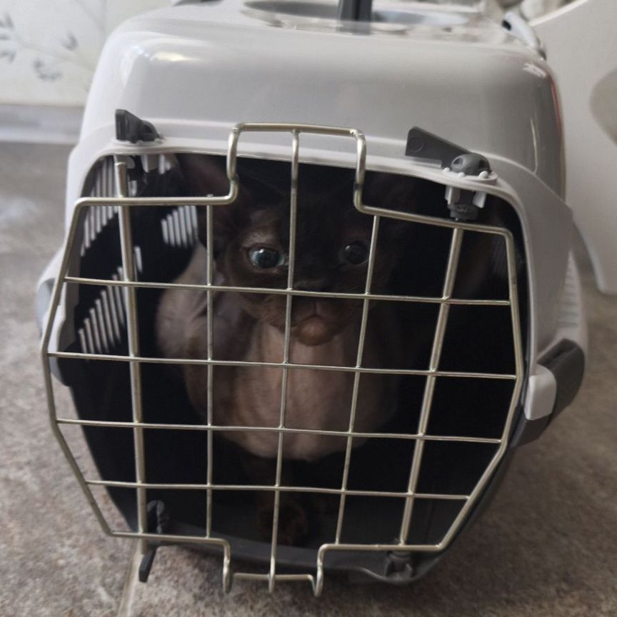 Переноска для кошек и собак пластиковая