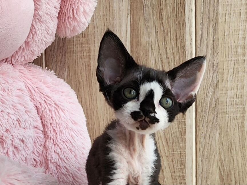 Котята девон-рекс