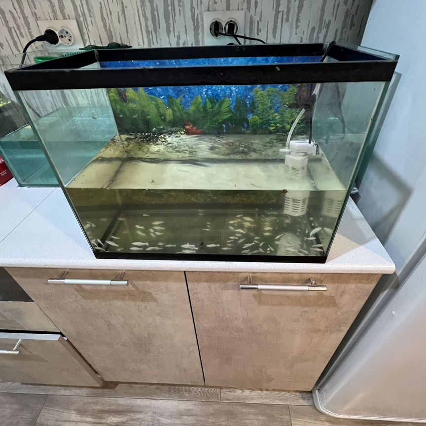 Аквариумные рыбки