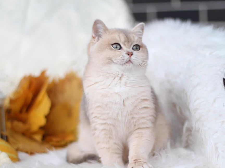 Голубое золото мальчик ay12