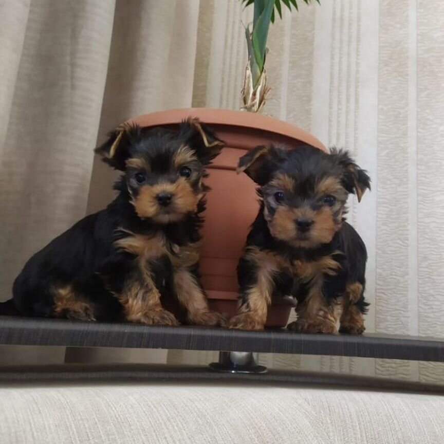 Йоркширский терьер