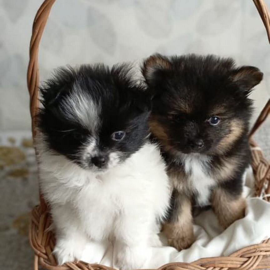 Продажа щенят шпиц