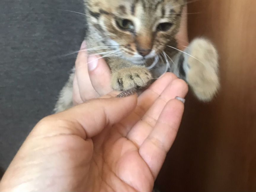 Котик