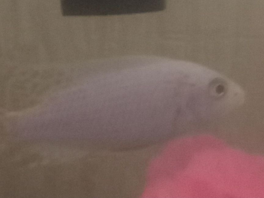 Цихлиды, Псевдотрофеусы