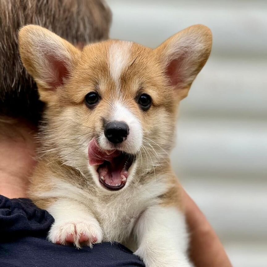 Вельш-корги пемброк щенки