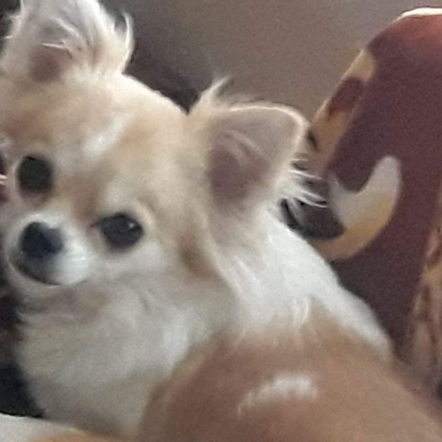 Продам чихуахуа