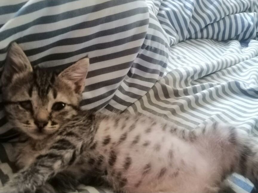 Котенок 2 месяца(девочка)