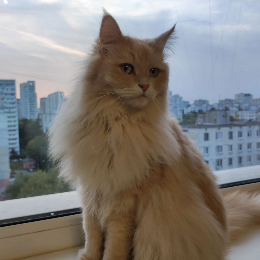 Котик Айвери в добрые руки