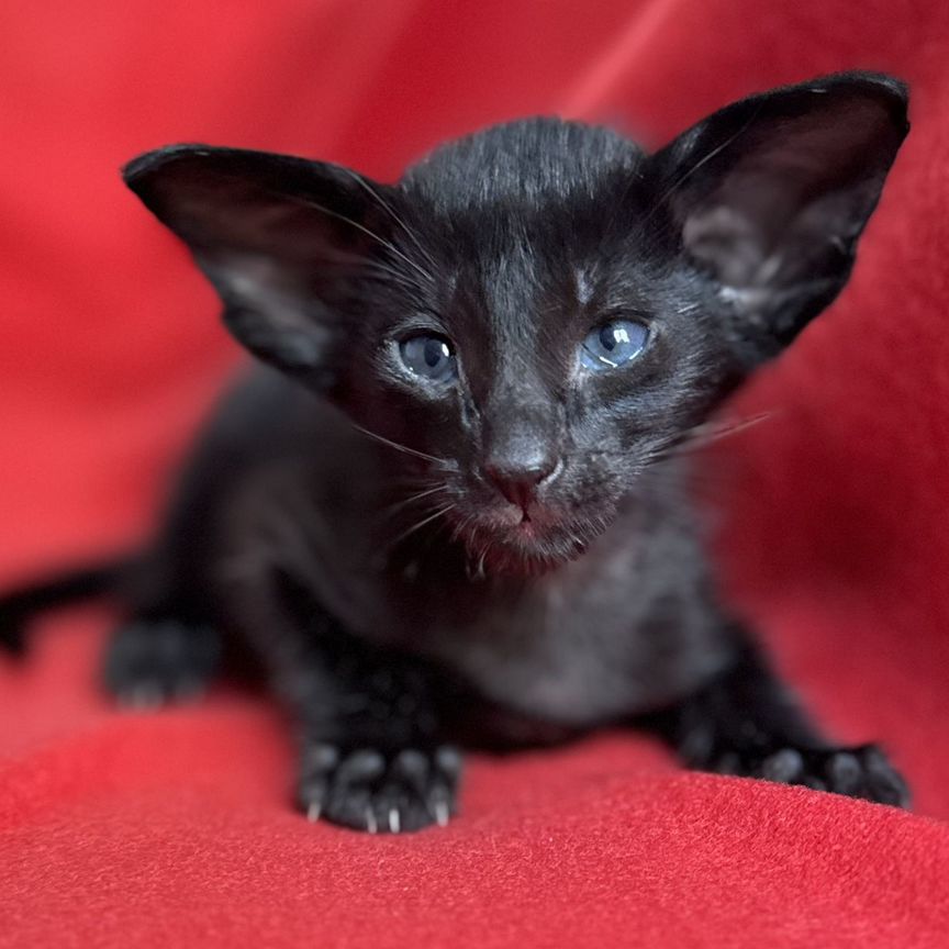 Ориентальный котёнок