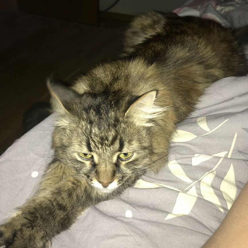 Взрослая кошка в добрые руки