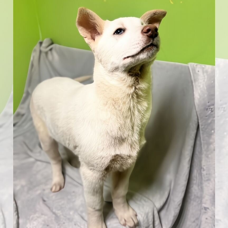 Щенок в добрые руки