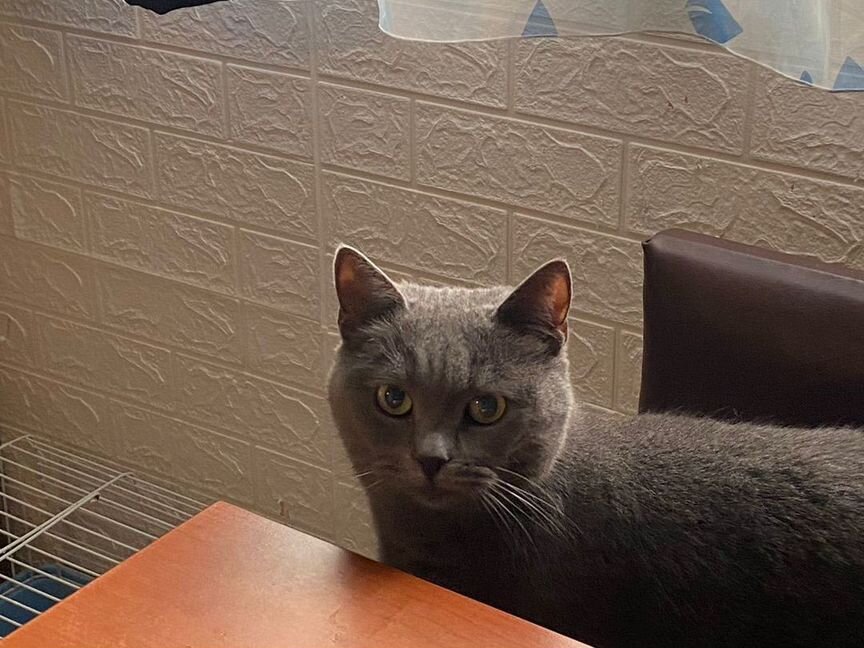 Кошка в дар бесплатно
